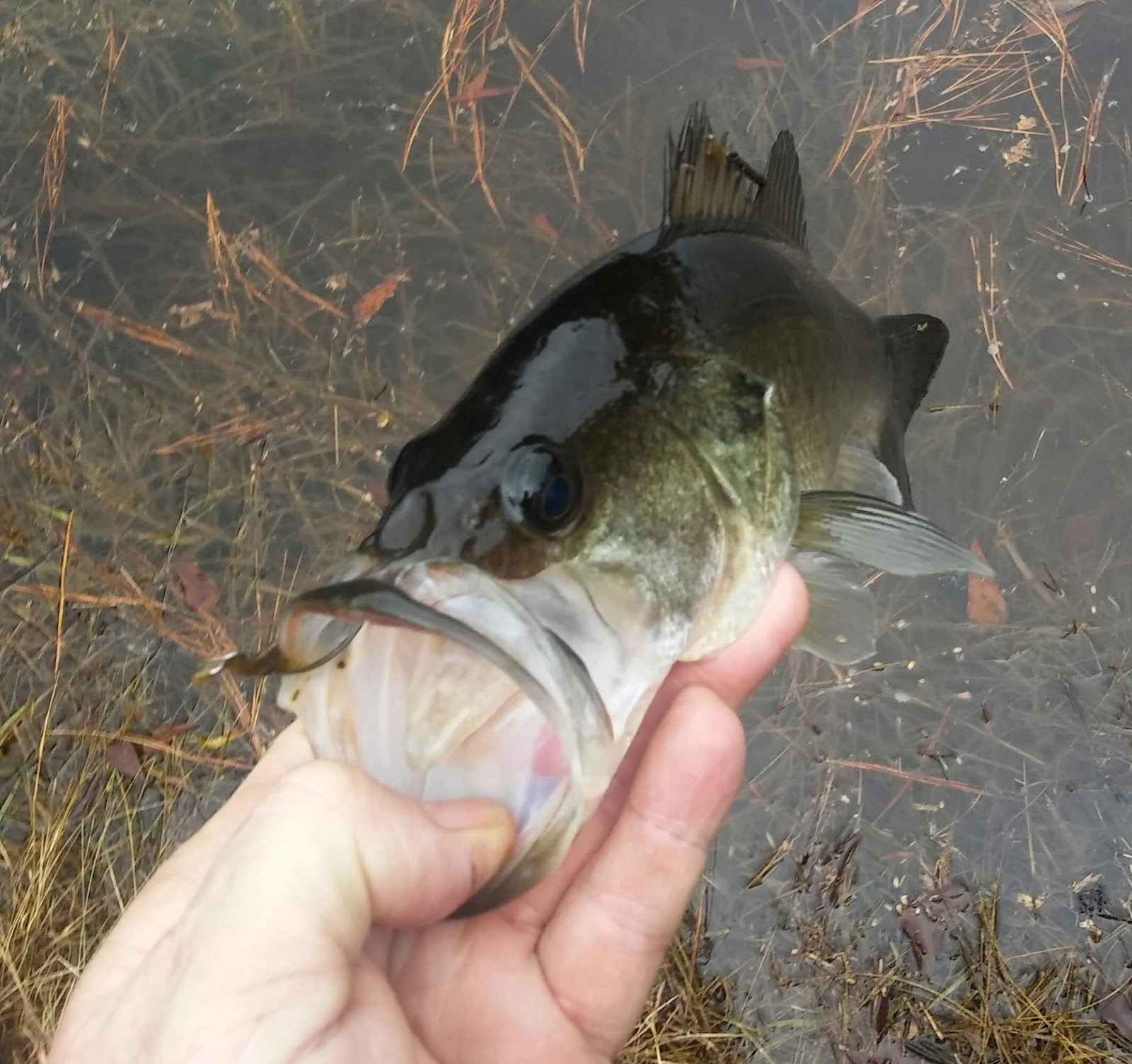 Palmetto Fly N' Fish: New Year Begins - 24 Hour Fishing Success!