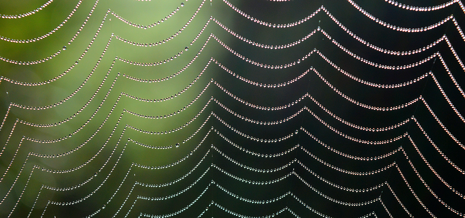 IF YOU GO DOWN TO THE WOODS TODAY....: Dewy cobwebs