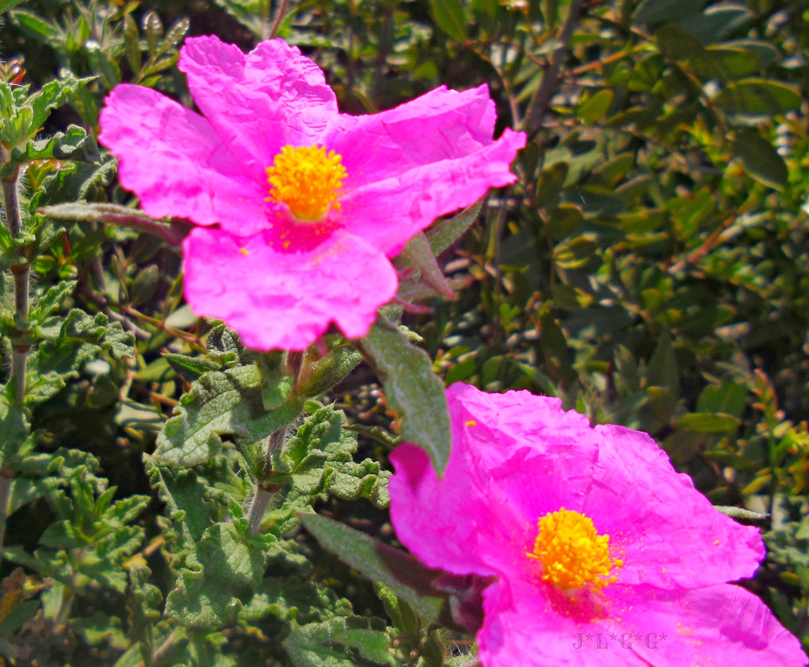 Naturaleza J *L * G* G*: LA FLOR DE LA JARA BLANCA J*L*G*G*