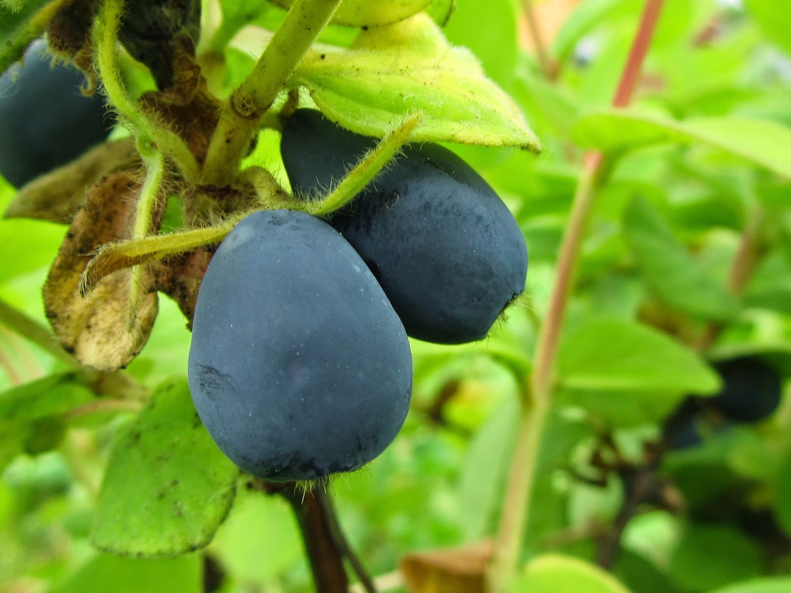 How to grow Mayberry or Sweetberry Honeysuckle (Lonicera kamtschatica ...