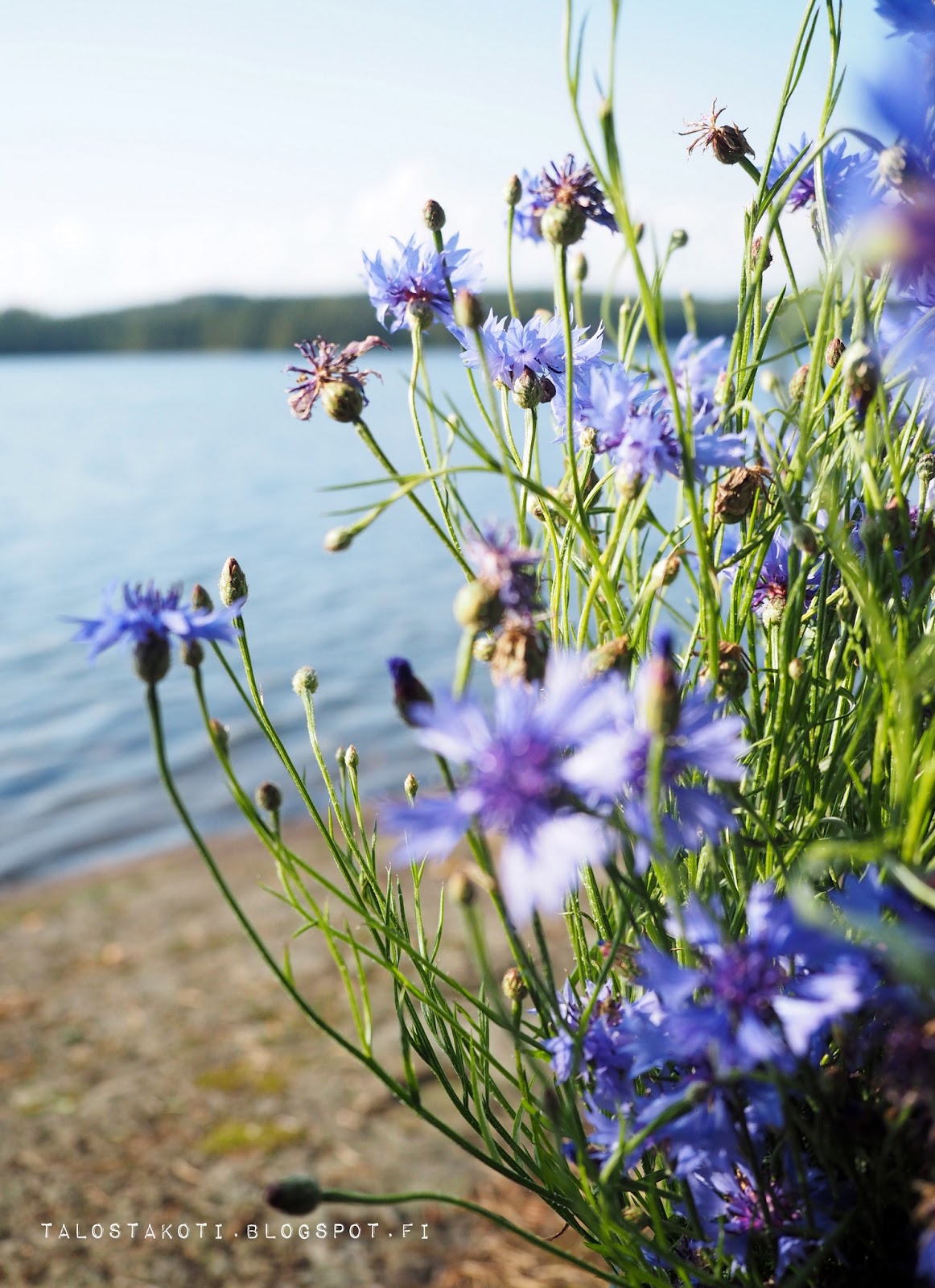 Sää kuin morsian - Talostakoti