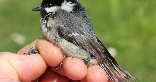Portland Bird Observatory and Field Centre: 18th April
