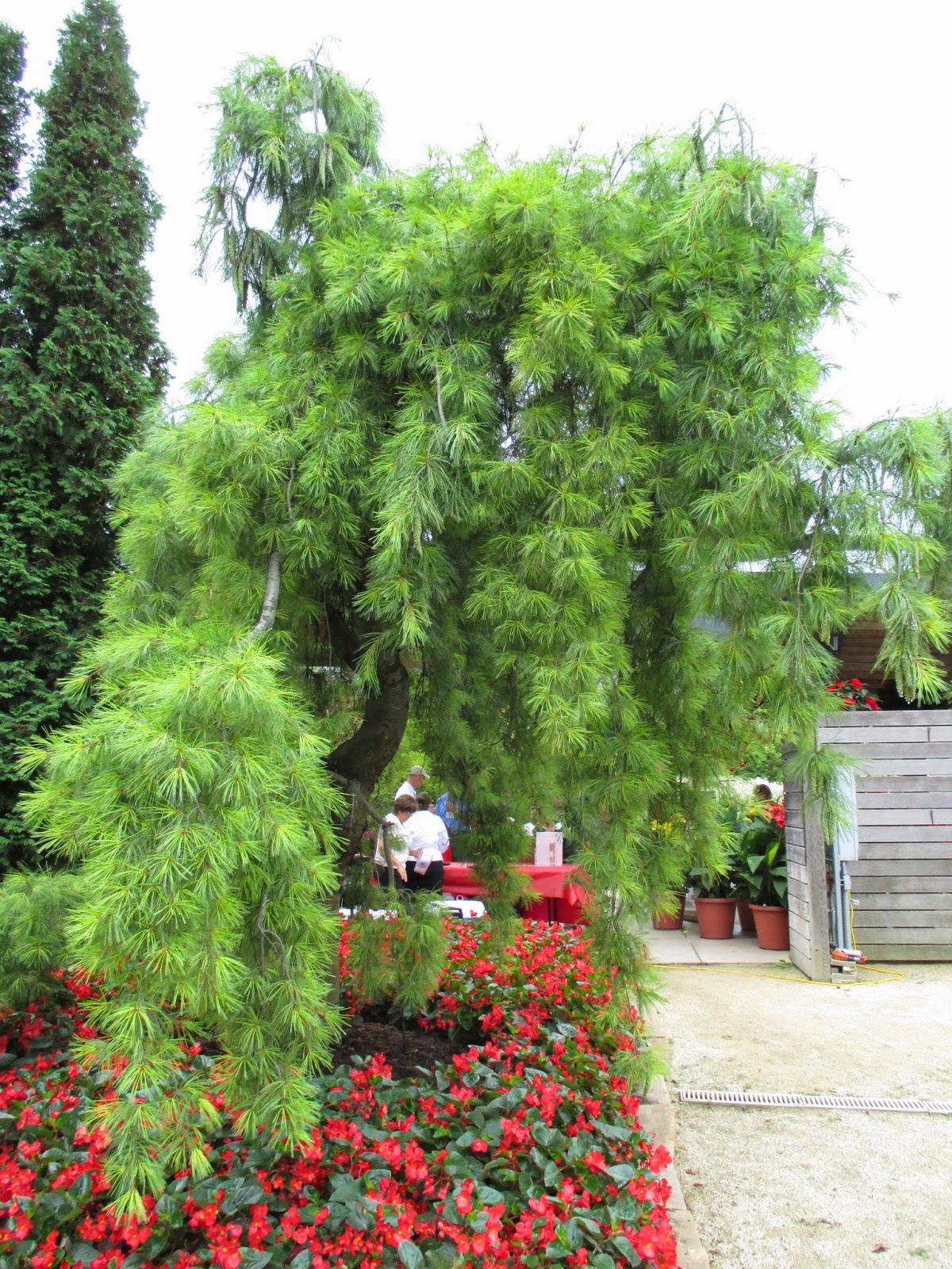 The Weeping White Pine | Rotary Botanical Gardens