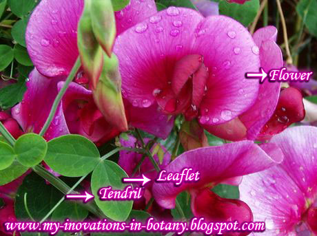 Botany-mother of life: Papilionaceae