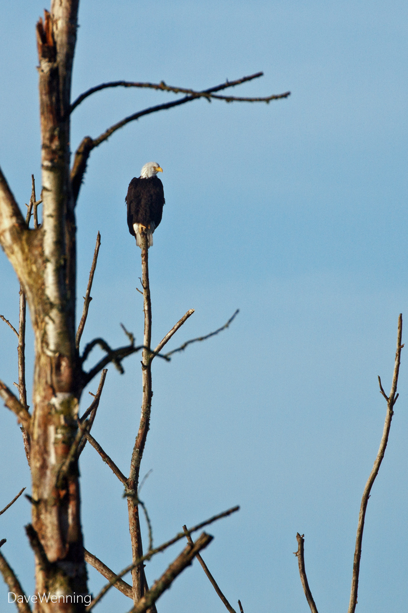 Eagle Morning