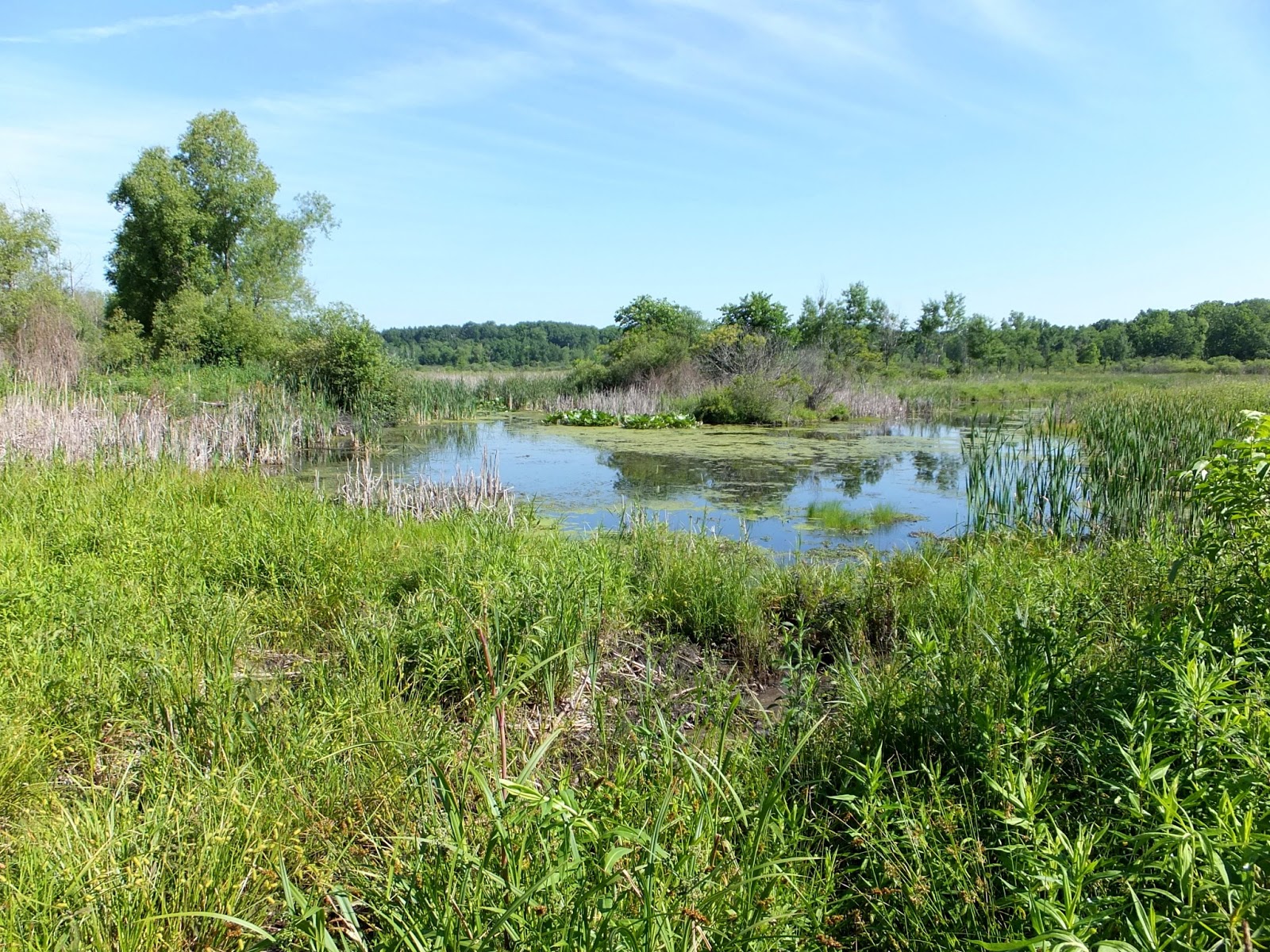 Plants Amaze Me: Jeptha Lake Fen, Paw Paw Prairie Fen