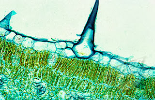 UNKNOWN: MATERI STRUKTUR DAN FUNGSI JARINGAN TUMBUHAN