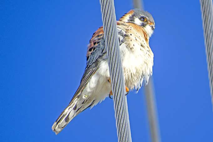 East Gwillimbury CameraGirl: American Kestrel/Wild Birds