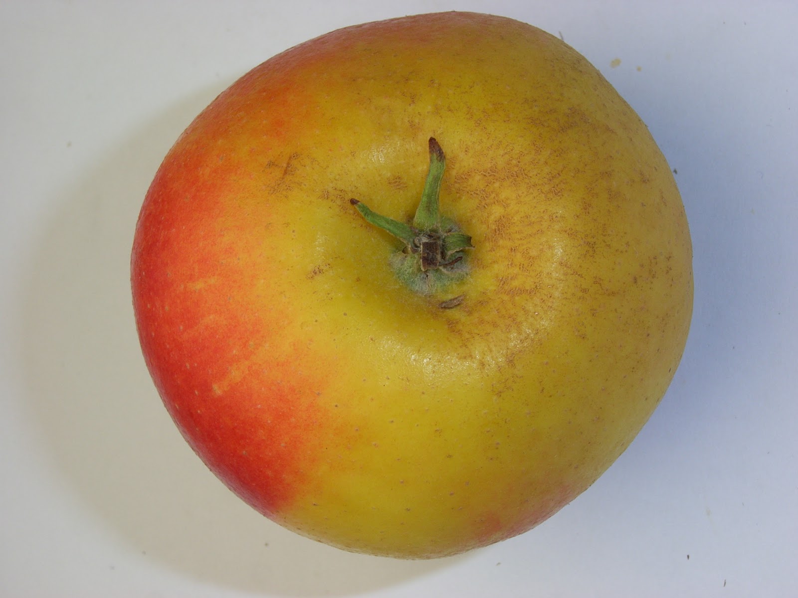 Bilder-Bibliothek: Apfel, Äpfel, Elstar-Apfel, Jonagold-Apfel, deutsche ...