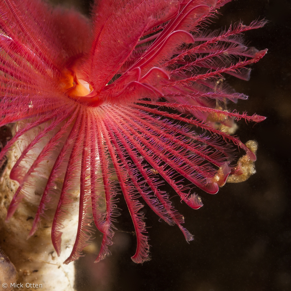 Mick's marine biology: Beautiful tube dwelling worms