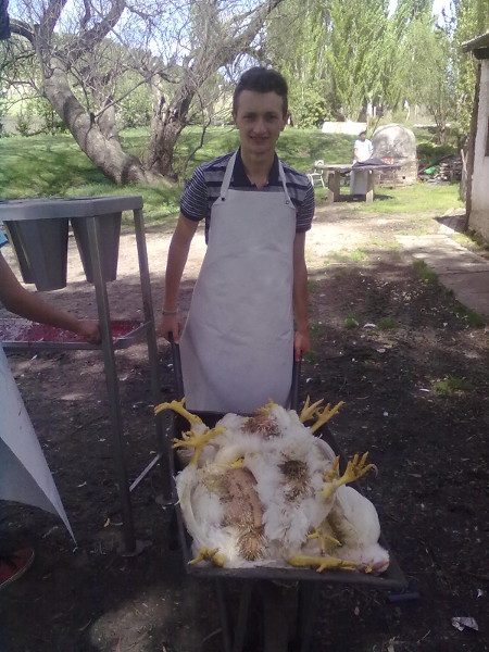 Prácticas Profesionalizantes: Faena de pollos parrilleros ~ EESA Nº 1 ...