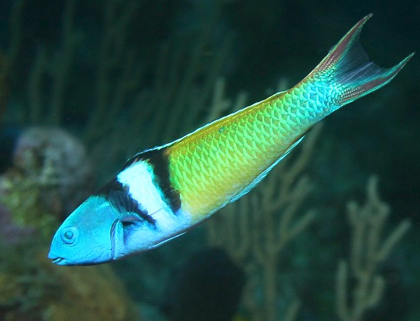 Labrido de cabeza azul (Thalassoma bifasciatum)