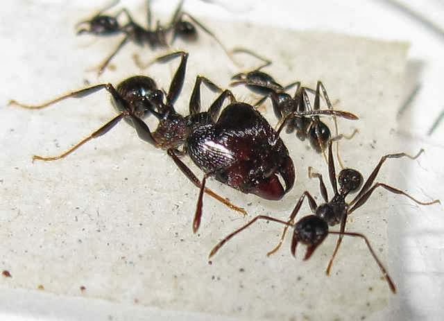 Photos and Info on Ants and Termites of Malaysia: Of Nymphs, Naked ...
