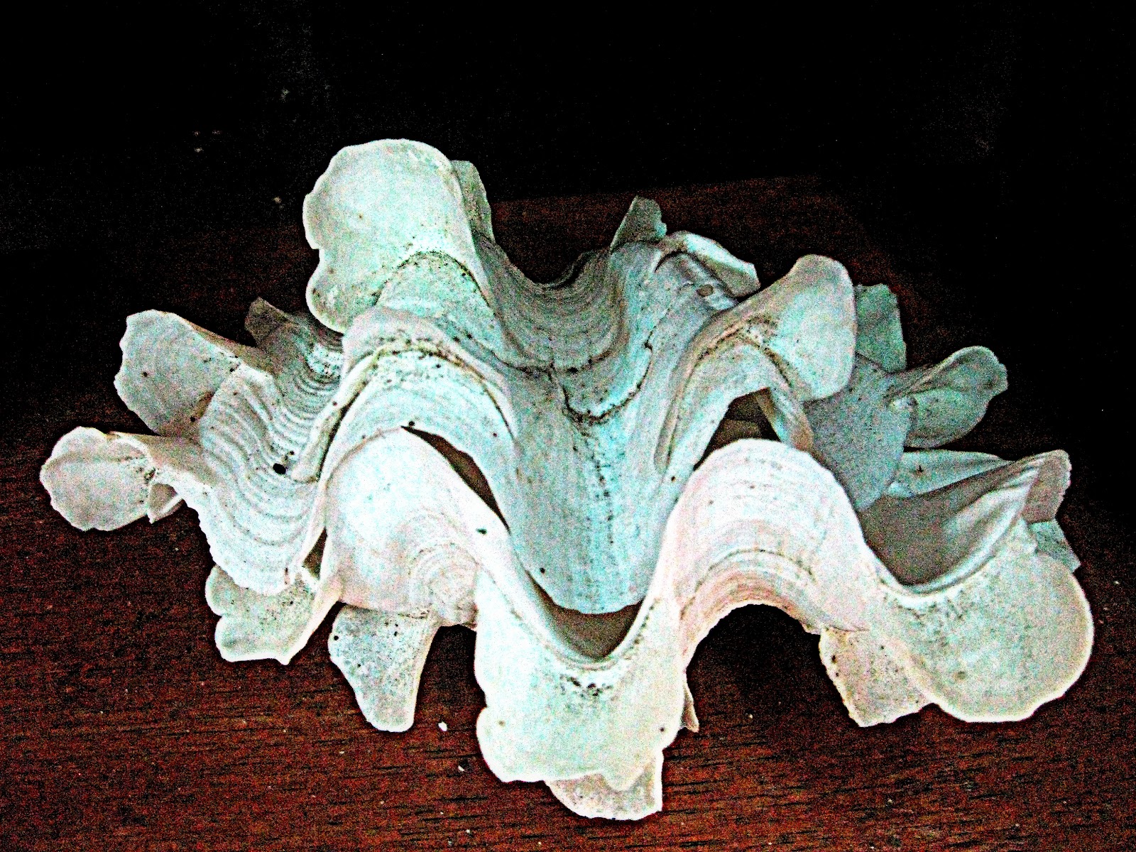 Turning Boholano: The Nova Shell Museum of Bohol