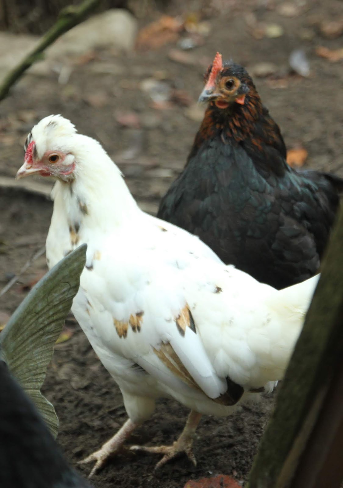 The strange case of the fading hen - Angélique turns from black to ...