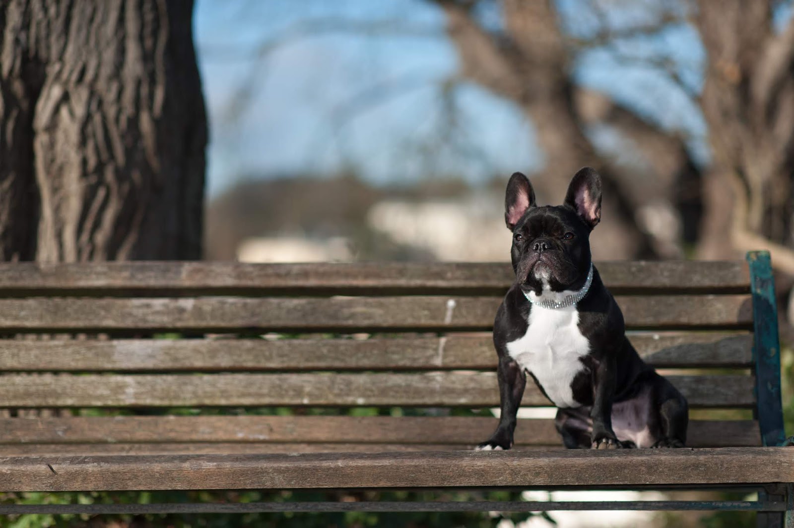 Faire un shooting photo pro avec son chien