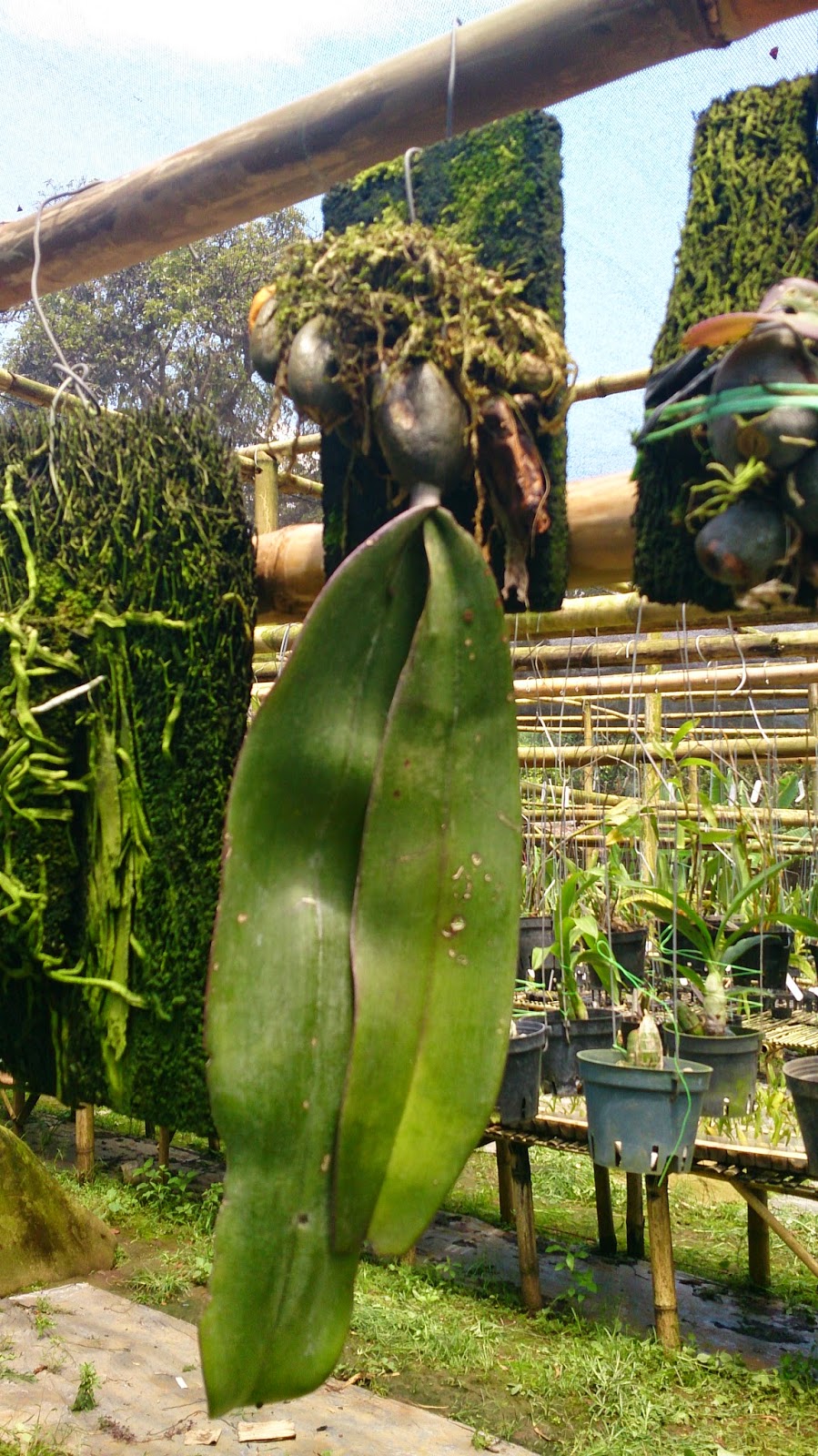 CENTRA ANGGREK: Bulbophyllum Phalaenopsis (anggrek dasi)