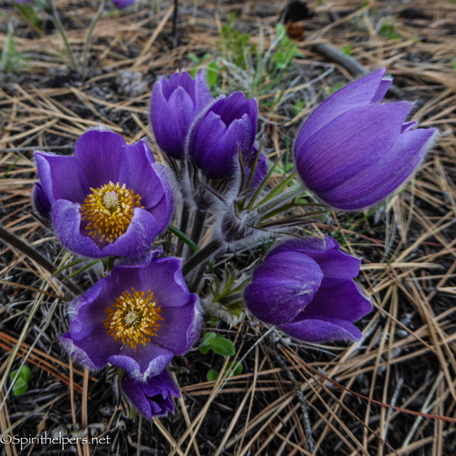Spirithelpers: Pasque Flowers