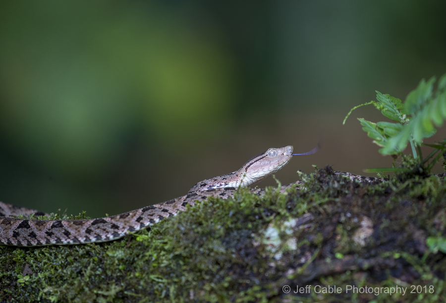 Jeff Cable's Blog: Costa Rica Photo Tour - A full day of macro photography