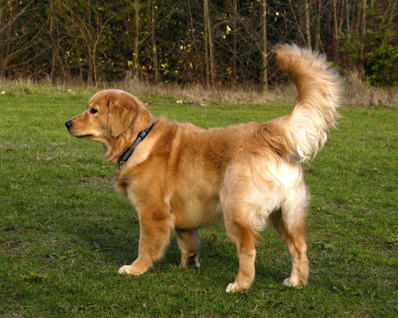 Golden Retriever, Tu perro : NORMAS OBLIGATORIAS que debe saber una ...
