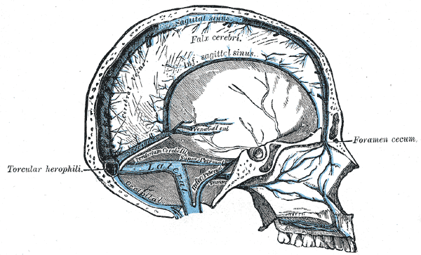 Human Anatomy Mcqs Postgraduation Entrance preparation: 66 - Torcular ...