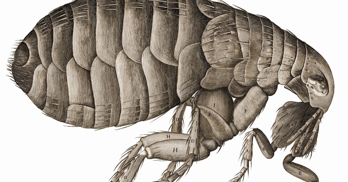 Downed Robin: Predators, scavengers and parasites