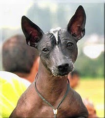 Xoloitzcuintle | WIKI PERROS