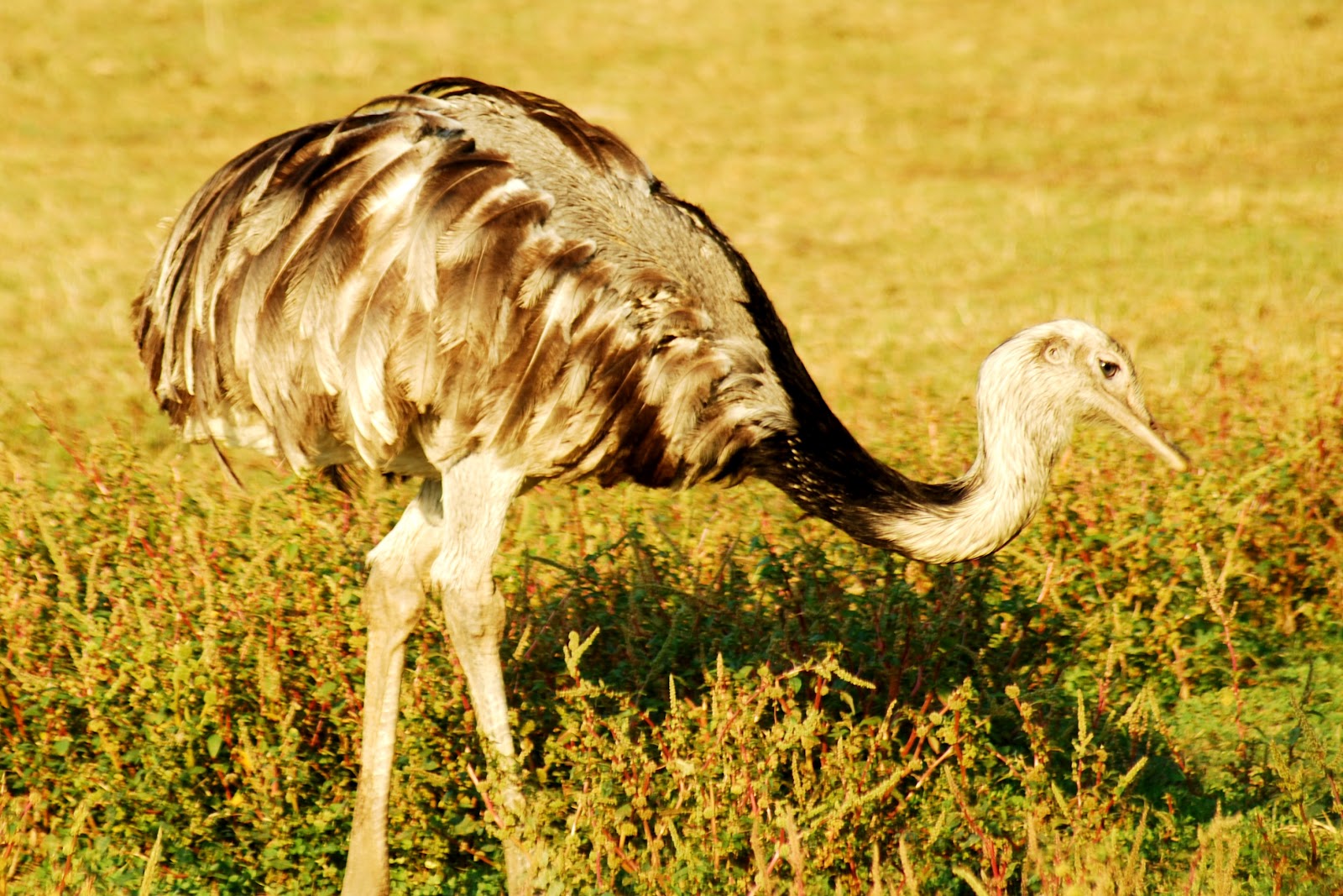 Cosette's Beauty Pantry: An Aboriginal skin care secret! - Emu oil