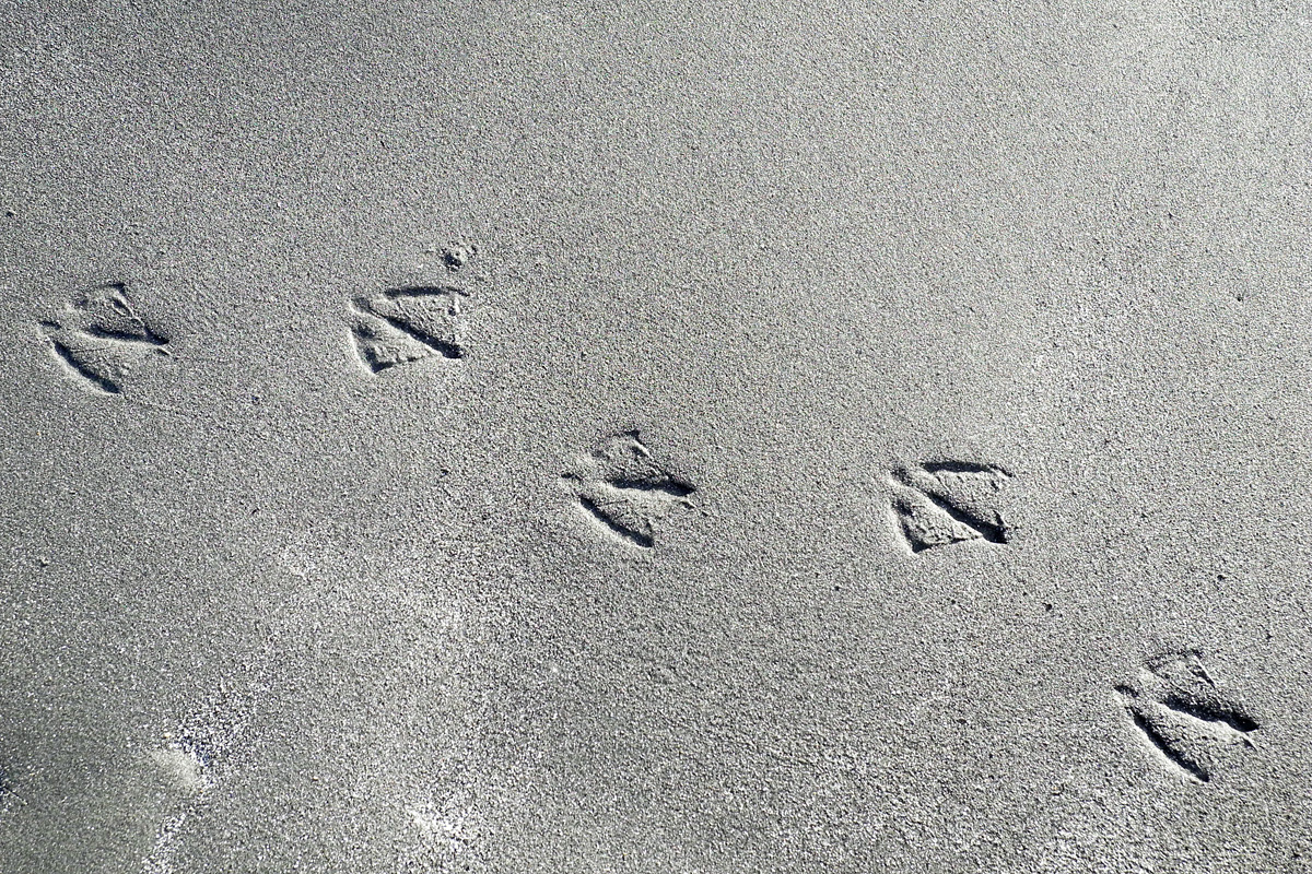 Duck Tracks