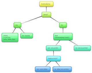 Mike S' Curriculum and Instruction blog: Dichotomous keys of Arthopoda ...
