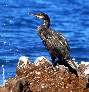 Pasiunea Pescuitului: Cormoranul mare
