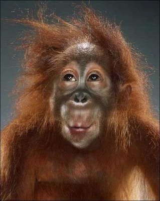 Ekspresi lucu Monyet / Funny Monkey's Expression - steycool blog