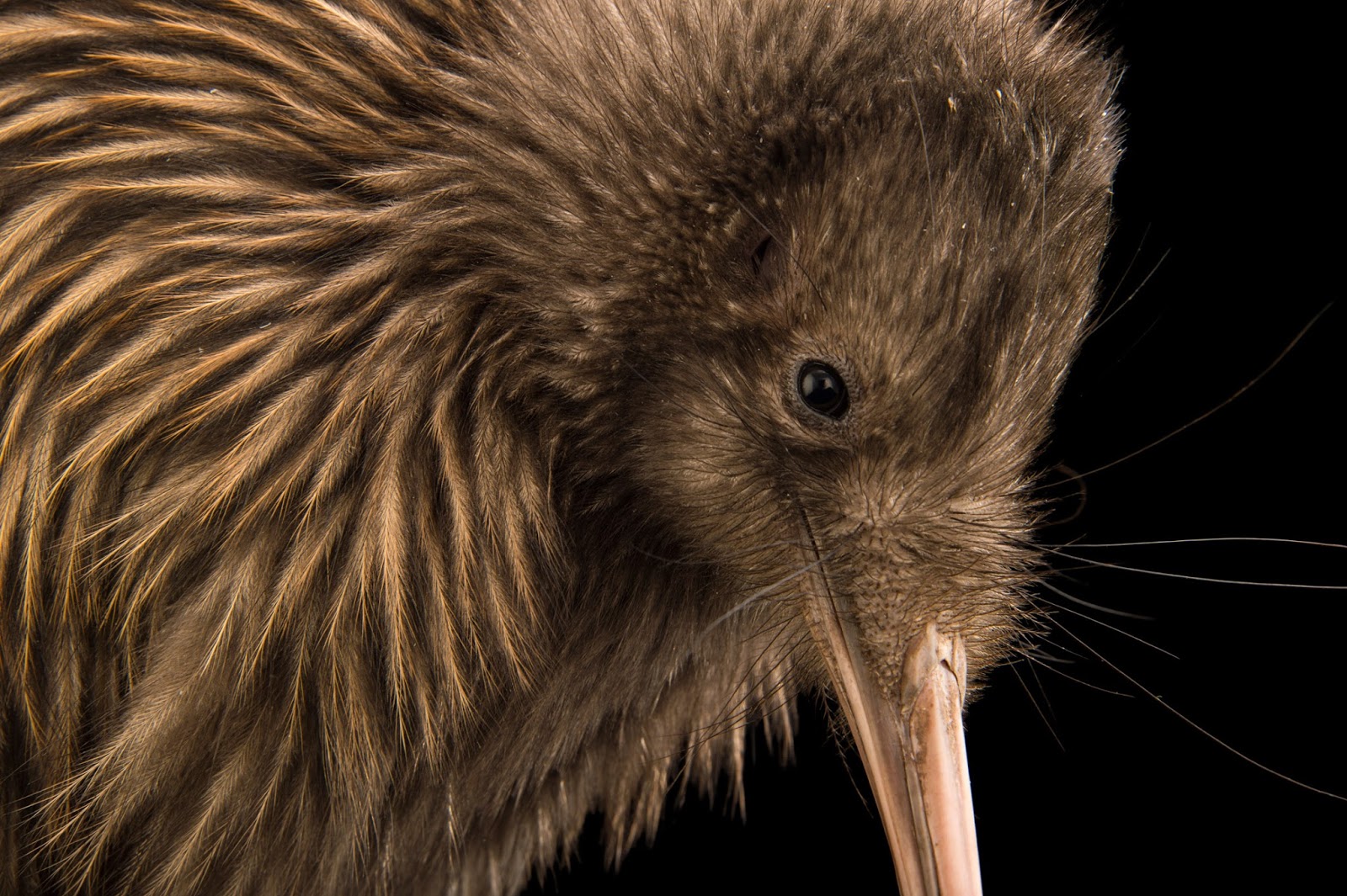 Group 3: Northern Brown Kiwi by Erika DiLeva