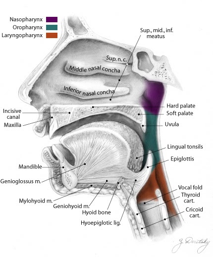 Anatomi dan Fisiologi Faring ~ Blog Artikel Kesehatan