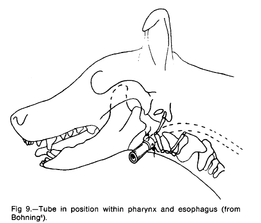 Teknik Operasi Pharyngotomy pada Hewan (Bedah Sistem Digesti ...