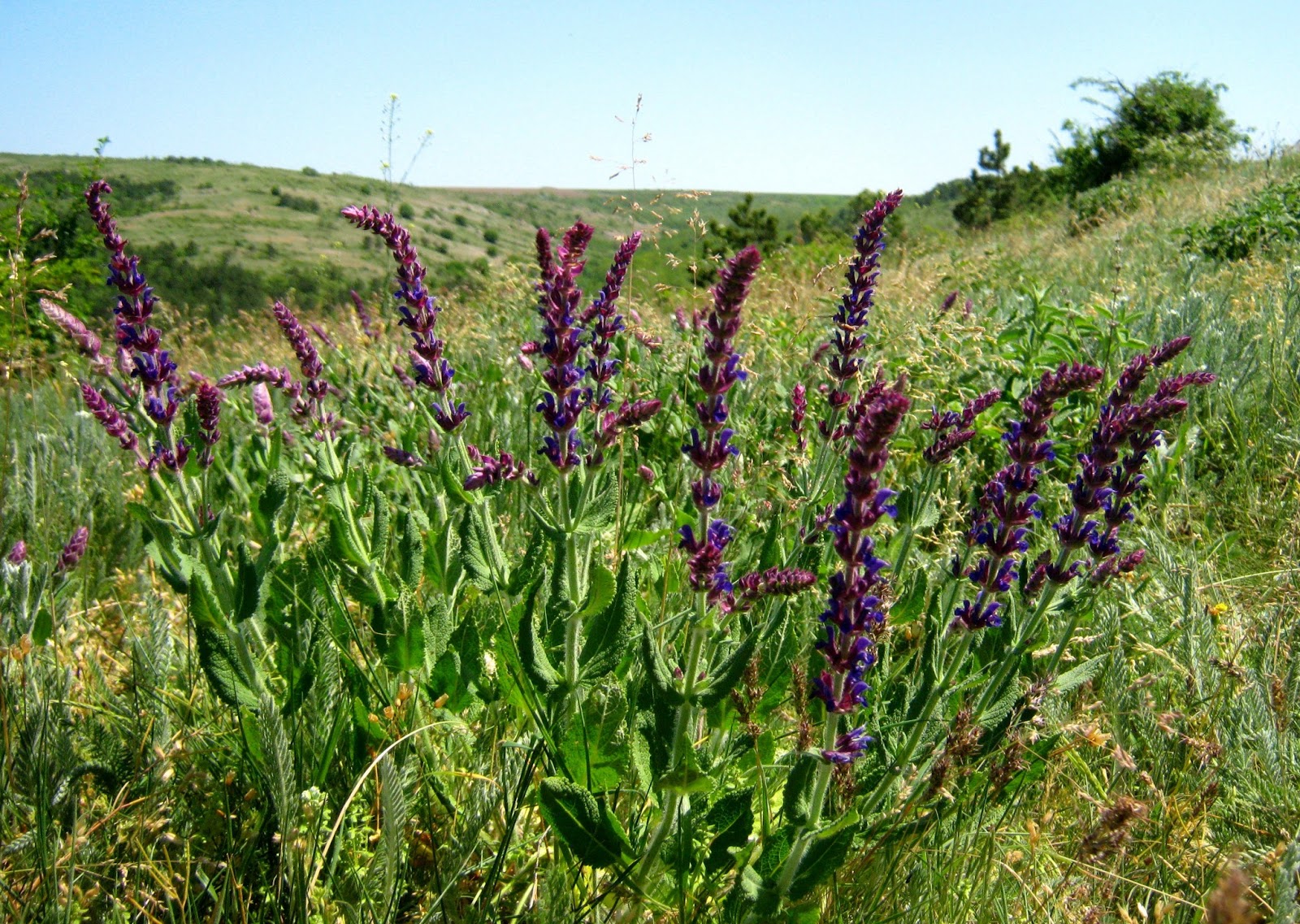 Country inside: Comorile ascunse ale Dobrogei ~ part. VI ~ Valea ...