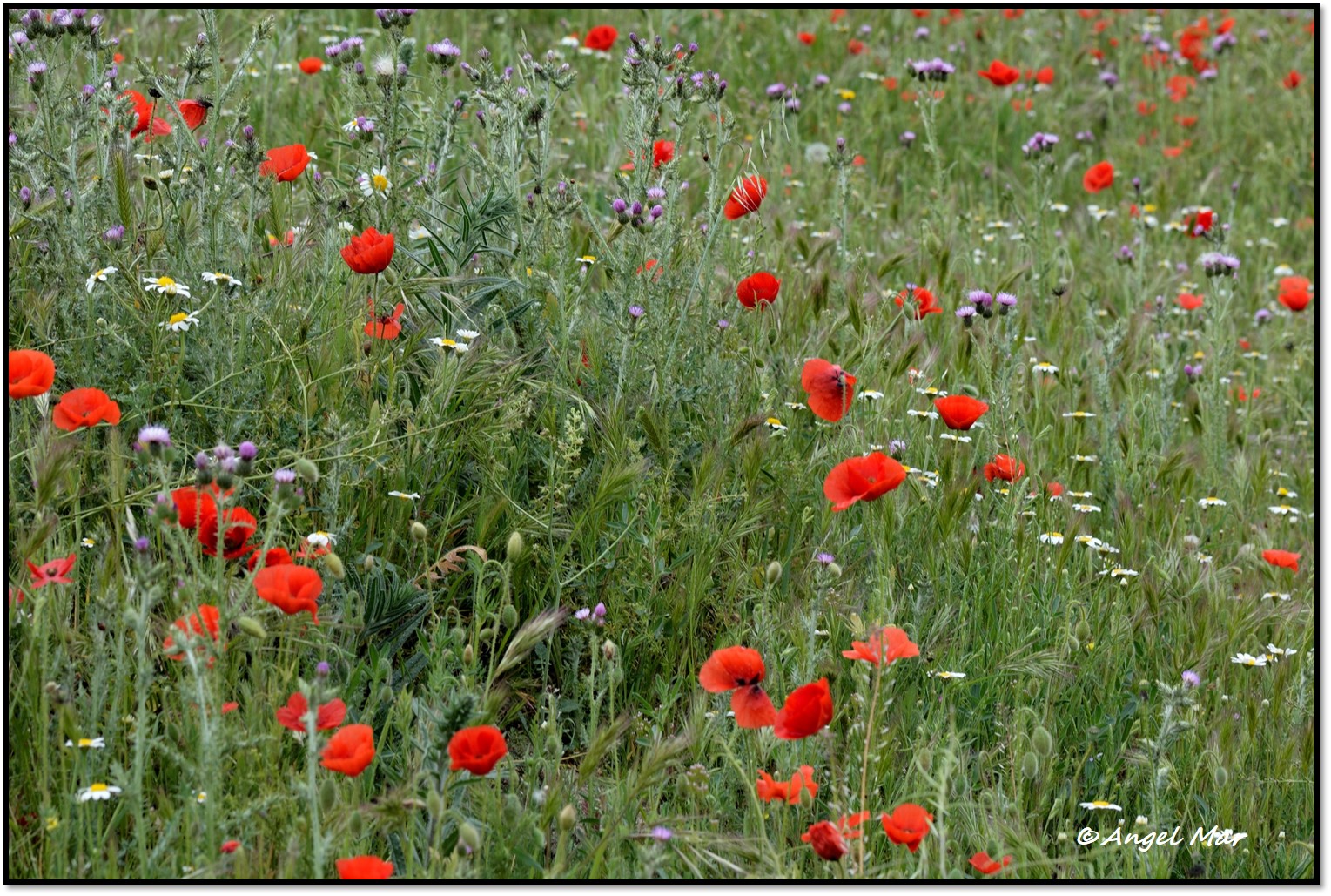 Flores y Bichos ***: Amapolas silvestres, un derroche de color primaveral
