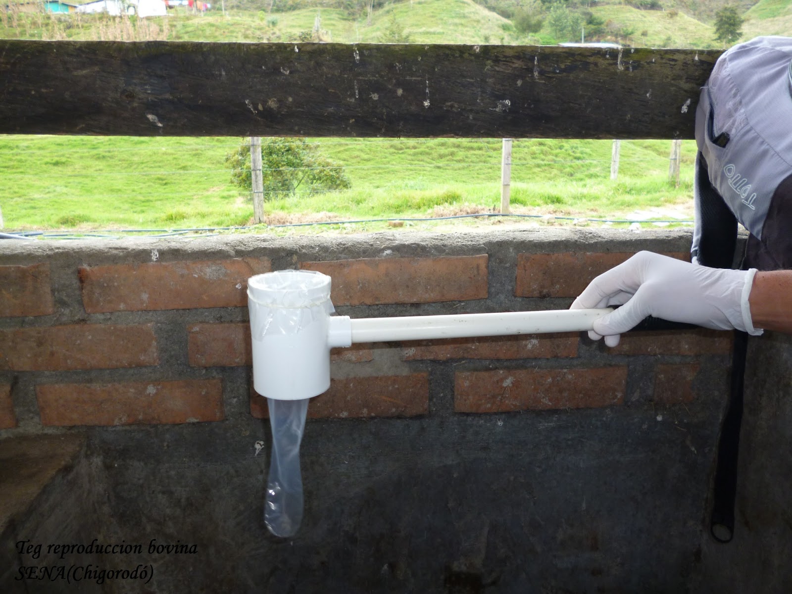 Technology in Bovine Reproduction 298635 Sena: Some procedures in cattle.