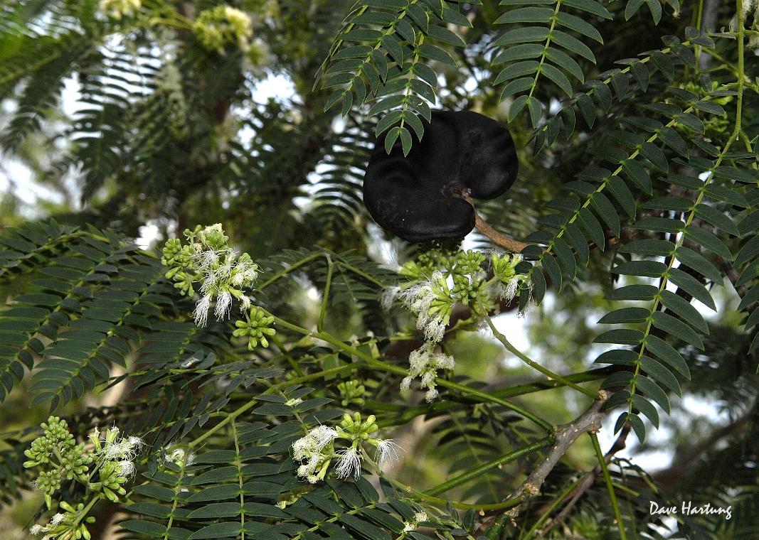 Timbaúba - Enterolobium contortisiliquum