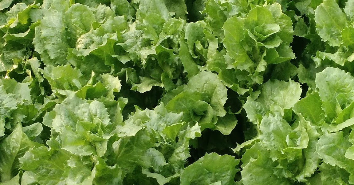 Terra e Sementes: Chicória