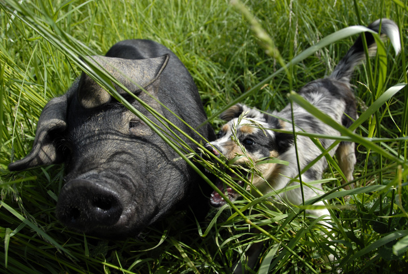 ACOUCOULA: Chicuei et Mila, la chienne et la cochonne inséparables ...