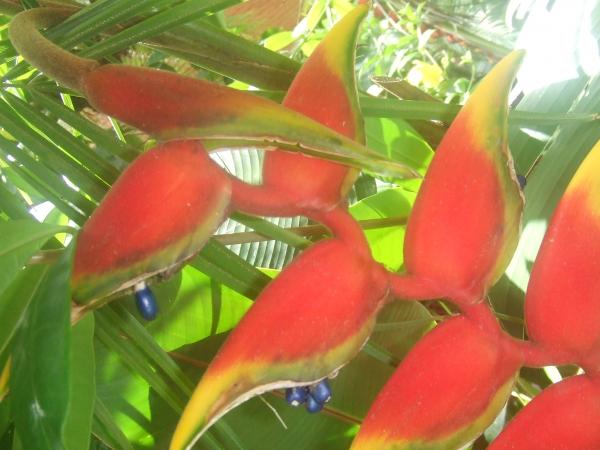 Cultura Guaraní: Flor pico de loro