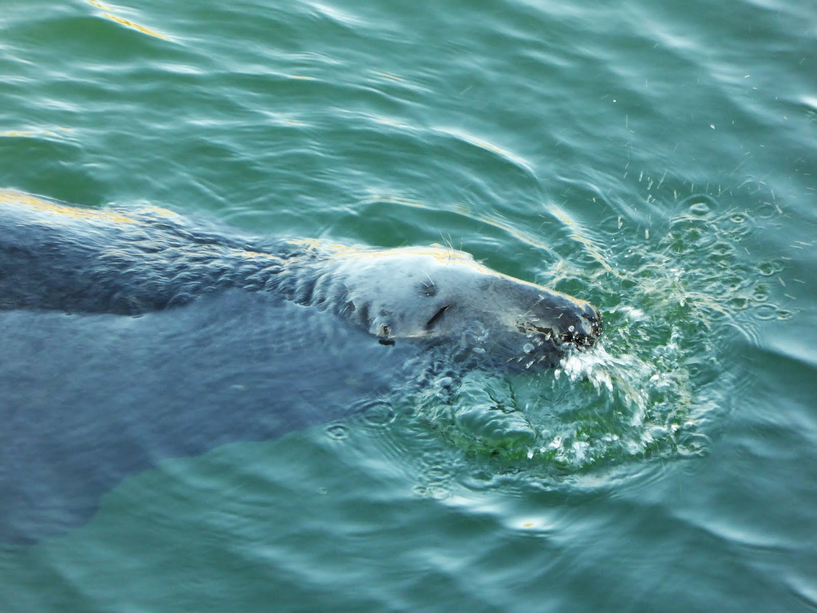 Wild and Wonderful: Northern Holiday 2018, Post 2: St Abb's Head and ...