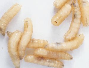 The Insect World: human DNA from maggots