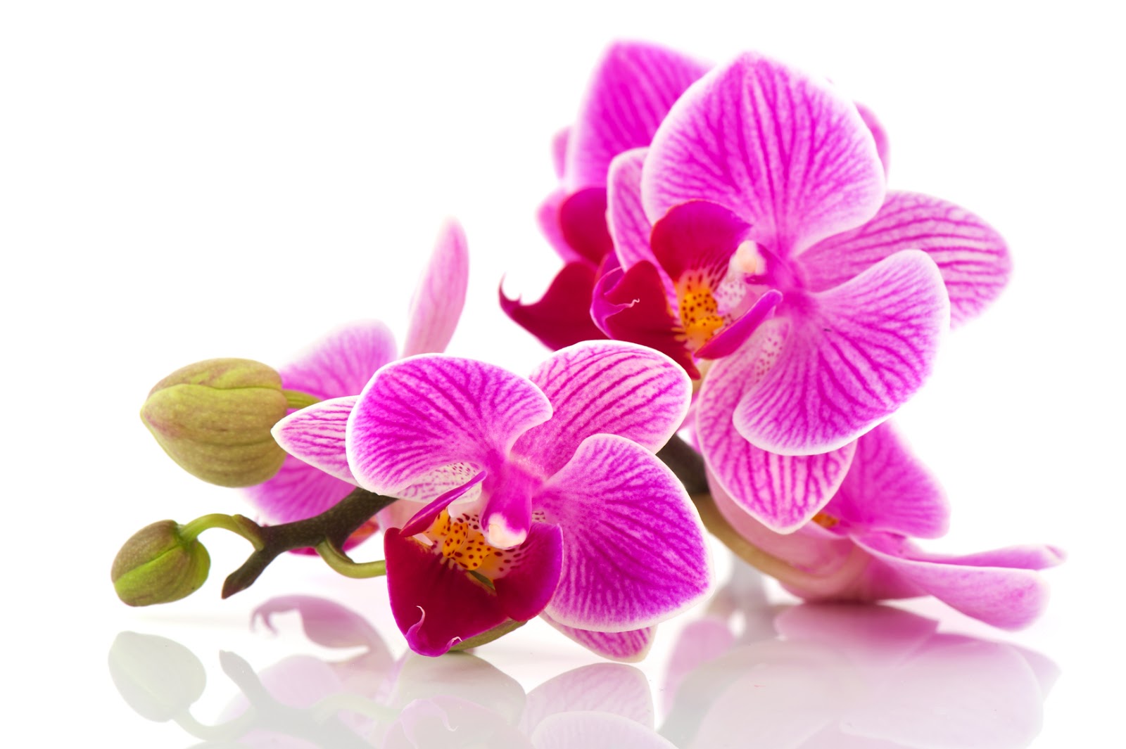 Como Cuida de Orquídea: Como Cuidar de Orquídeas de Flor Fragil