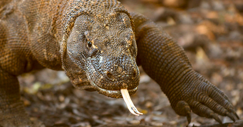 Daftar Tempat Obyek Wisata di Provinsi Nusa Tenggara Timur (NTT ...