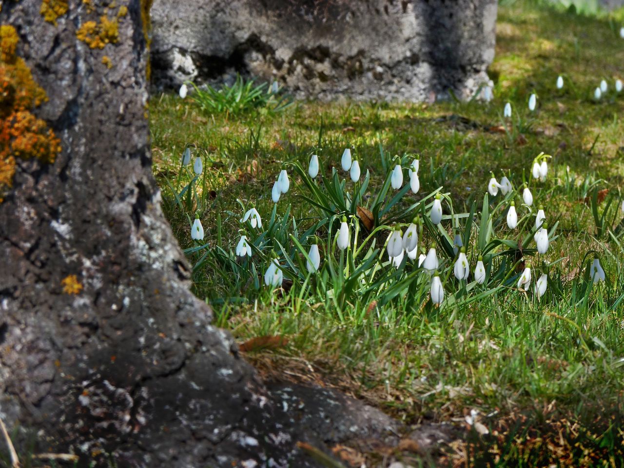 Photographe en Marche: Perce-Neige et autres signes