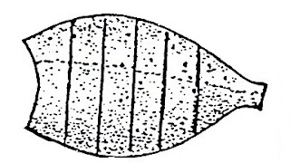 Macam Macam Potongan Ikan