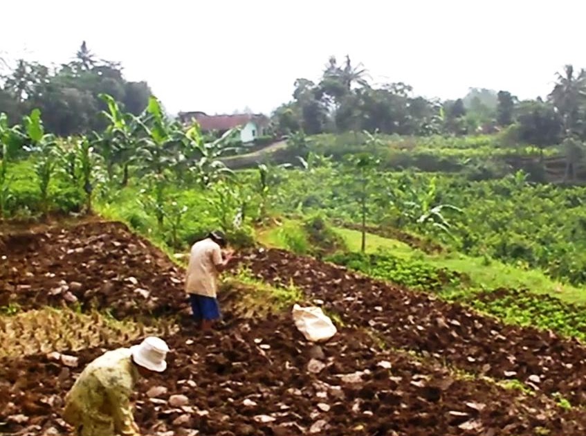 ~: Scenery at Cijeruk-Bogor Organic Farming