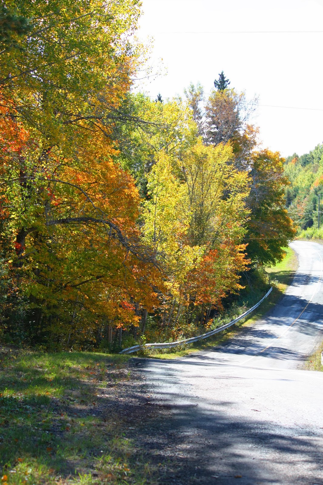 Carol Steel: Autumn Colours in Albert County NB